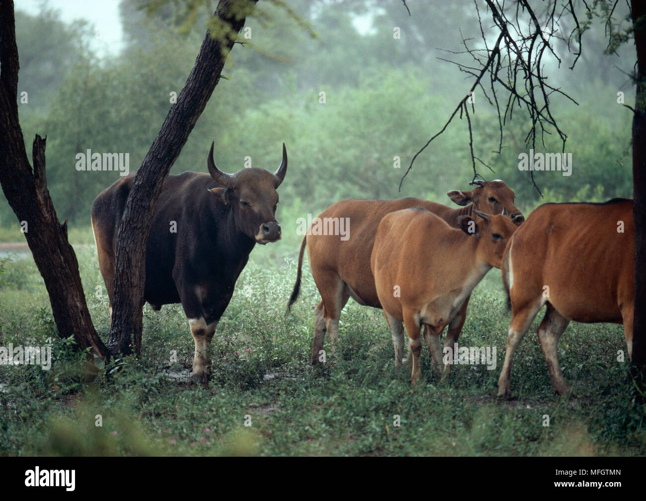 BANTENG group South Africa Bos javanicus Potgietersrust Nature Reserve ...