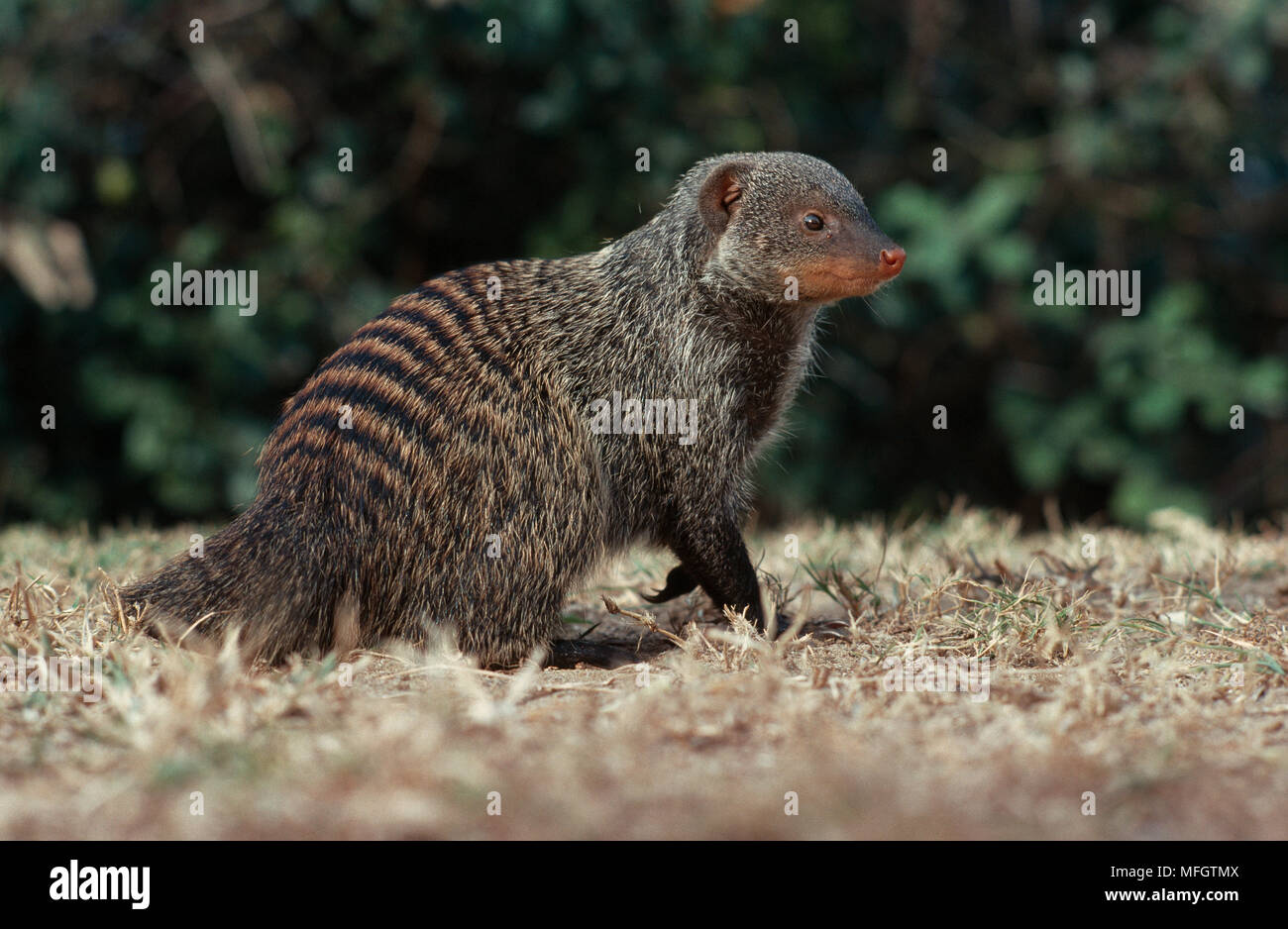 Mungo np hi-res stock photography and images - Alamy