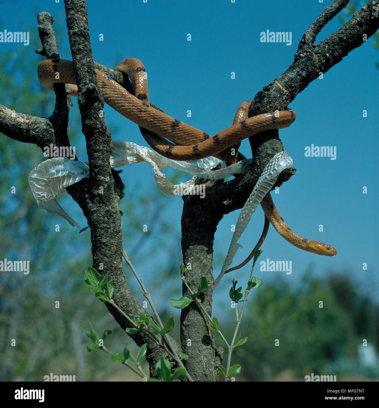 COMMON TIGER SNAKE Telescopus semiannulatus semiannulatu sloughing skin ...