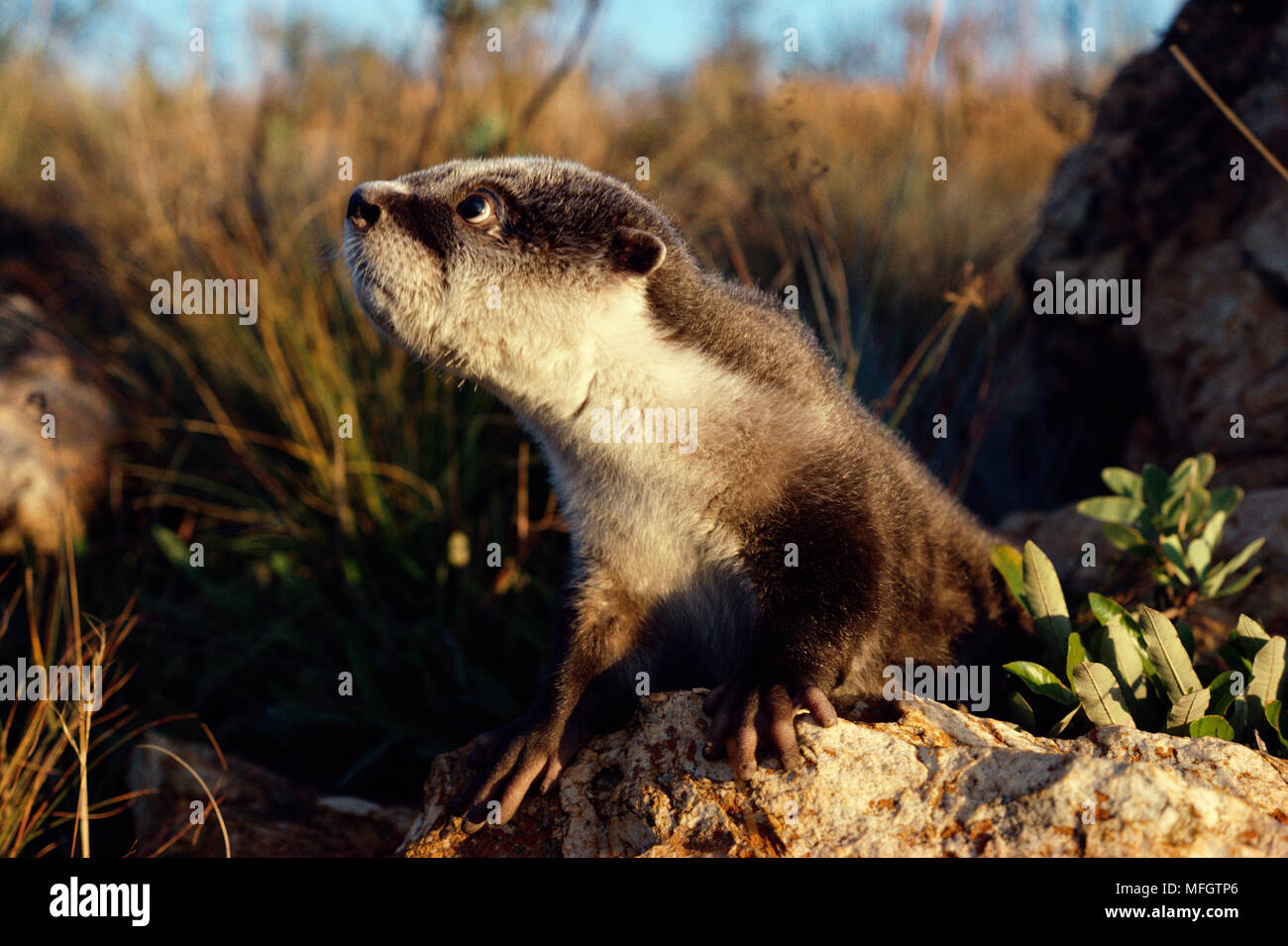 Cape clawless otter hi-res stock photography and images - Alamy