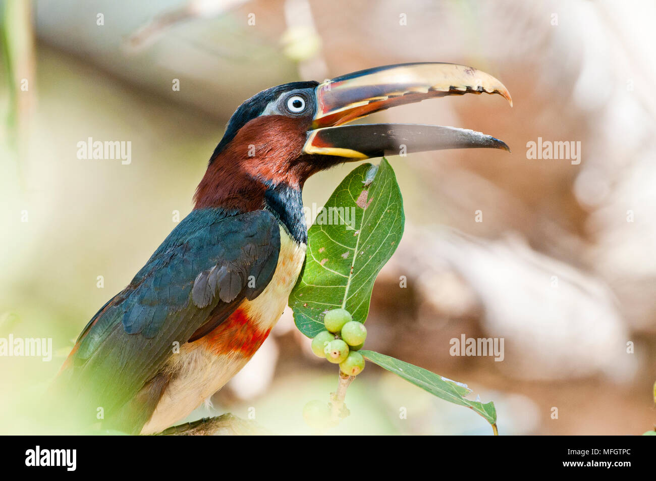 Chestnut-eared Aracari in The Pantanal in southern Brazil Stock Photo ...