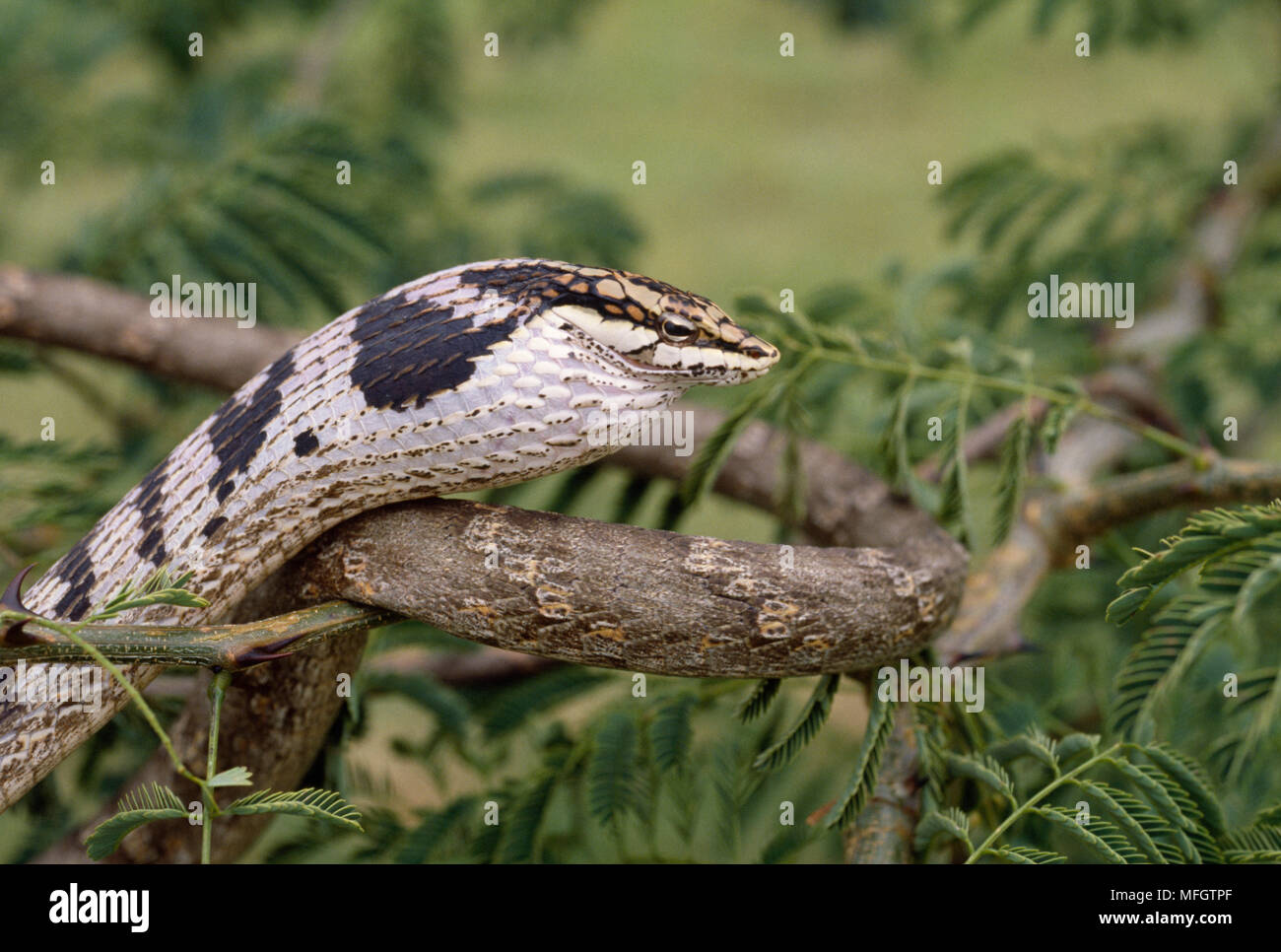 Puffing snake hi-res stock photography and images - Alamy
