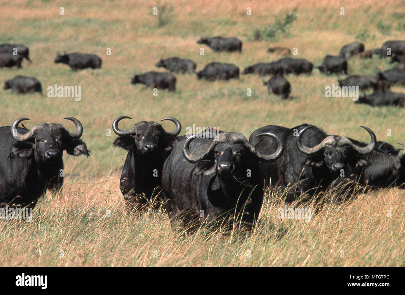AFRICAN BUFFALO herd on savanna Syncerus caffer Masai Mara National ...