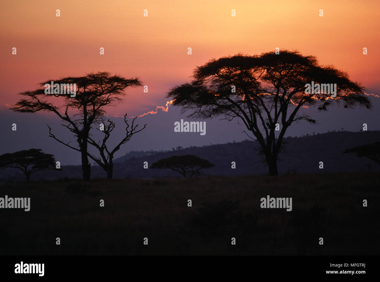 FEVER TREES Acacia xanthophloea Seronera Valley, Serengeti National Park, Tanzania, eastern ...