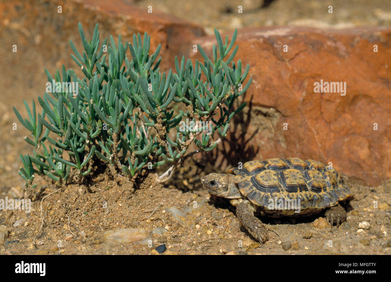SPECKLED ROADWALKER TORTOISE Homopus signatus signatus World's smallest ...