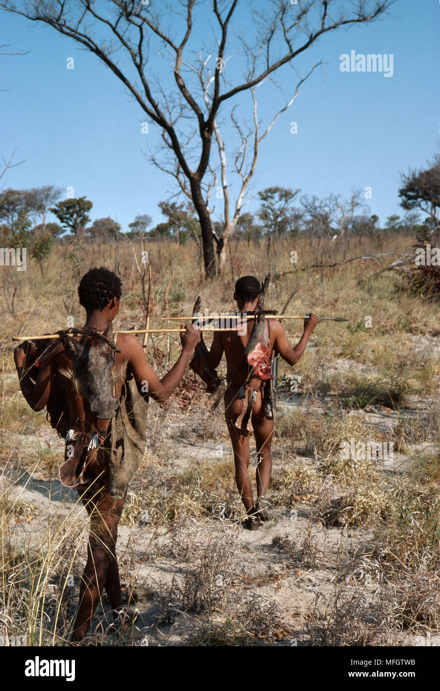KUNG BUSHMAN HUNTERS returning to camp with warthog Kalahari, southern ...