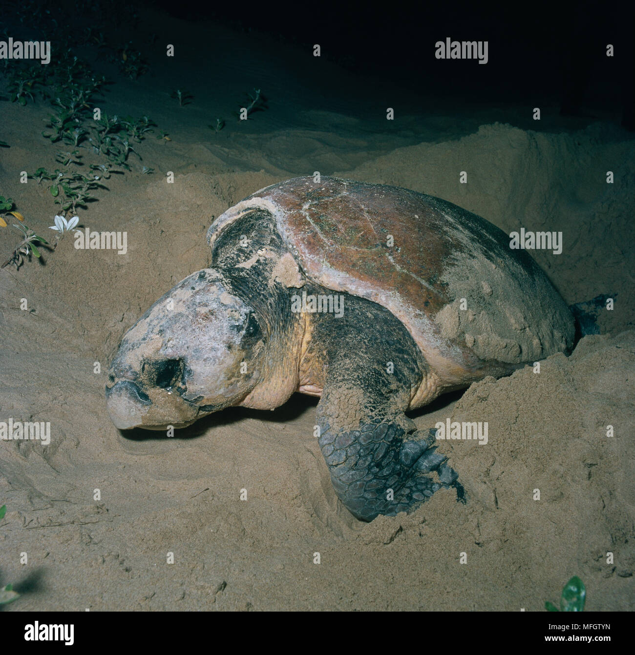 LOGGERHEAD TURTLE laying eggs Caretta caretta KwaZulu-Natal, South ...