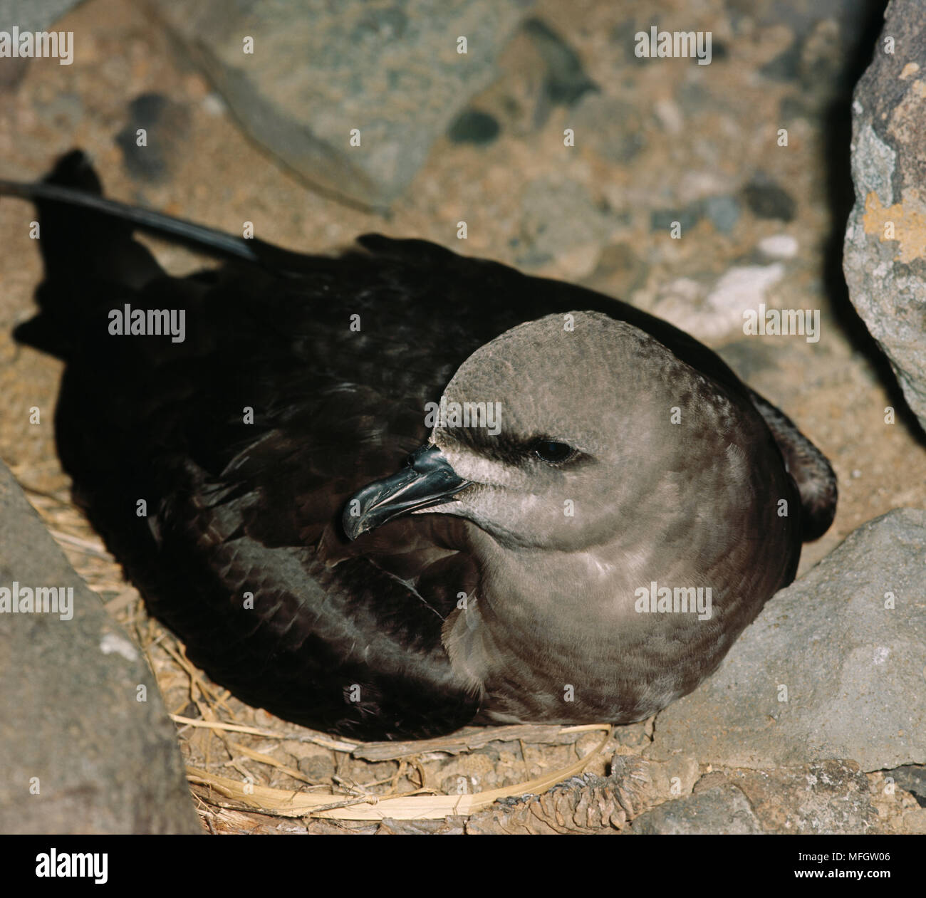 ROUND ISLAND PETREL Pterodroma arminjoniana female on nest Round Island ...