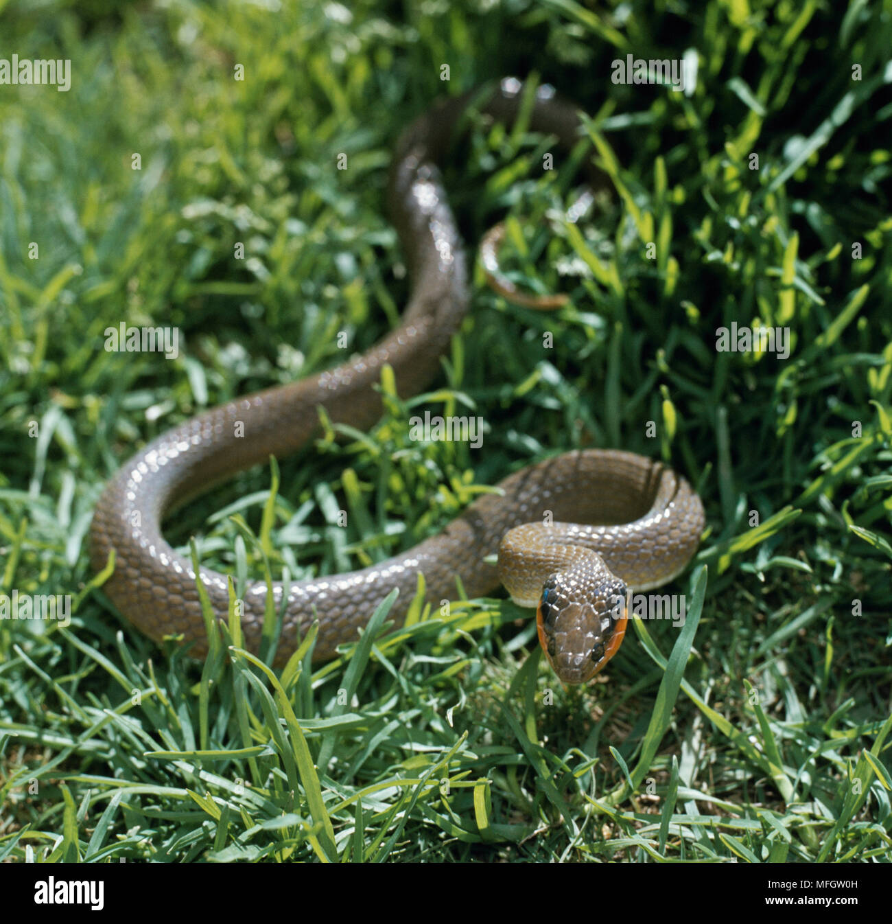 Herald snake hi-res stock photography and images - Alamy