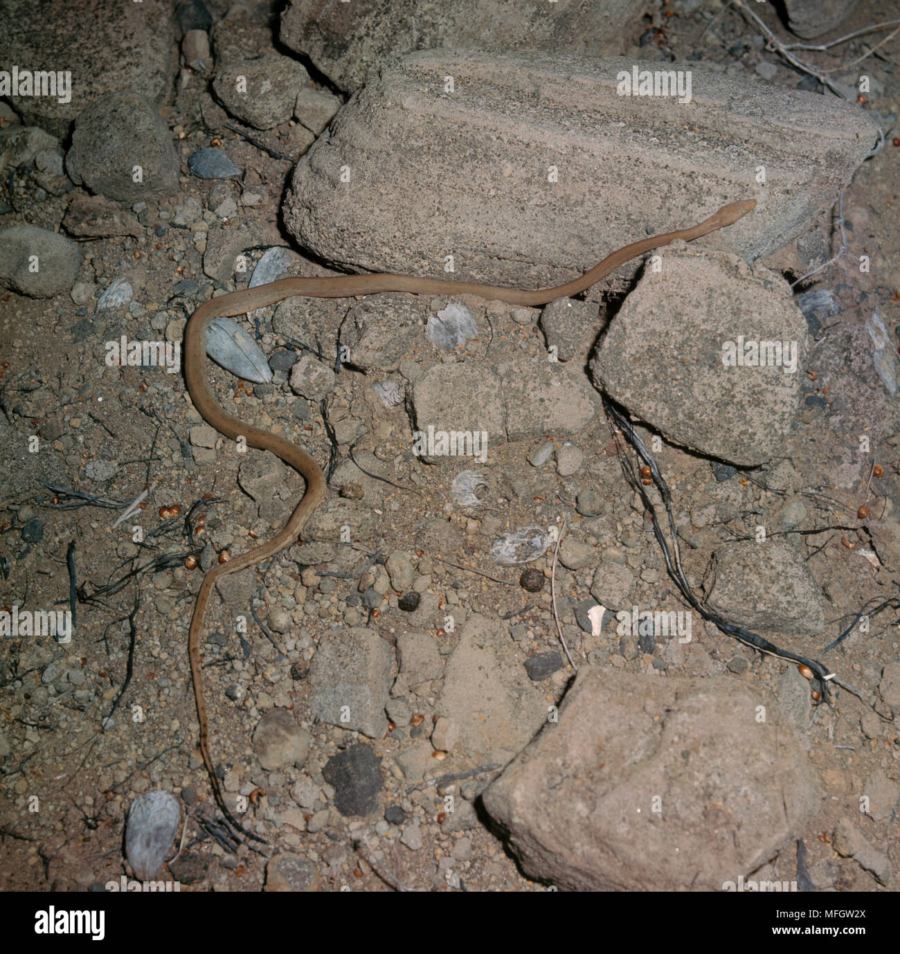 Round island boa hi-res stock photography and images - Alamy