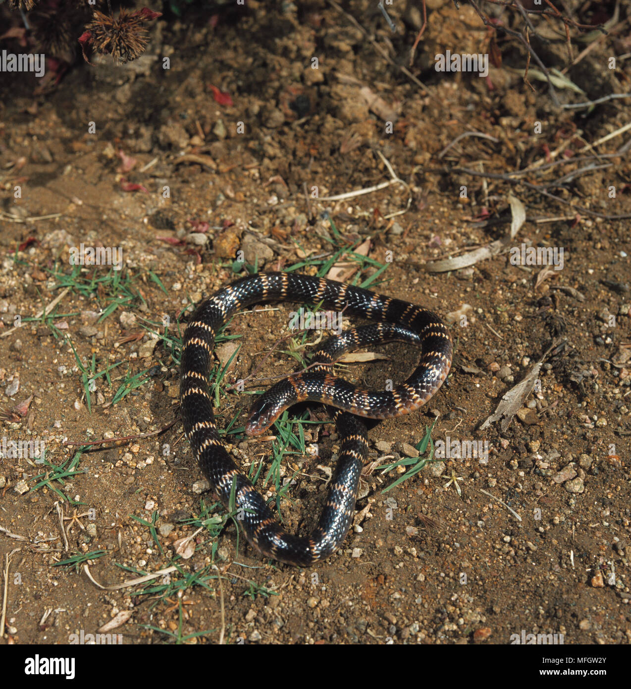 Sundevalls garter snake hi-res stock photography and images - Alamy