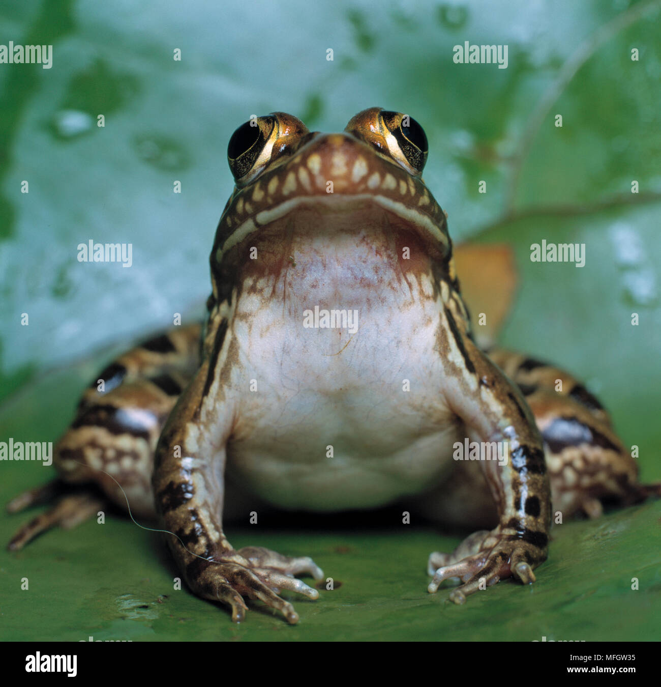 COMMON RIVER FROG South Africa Rana angolensis Stock Photo - Alamy