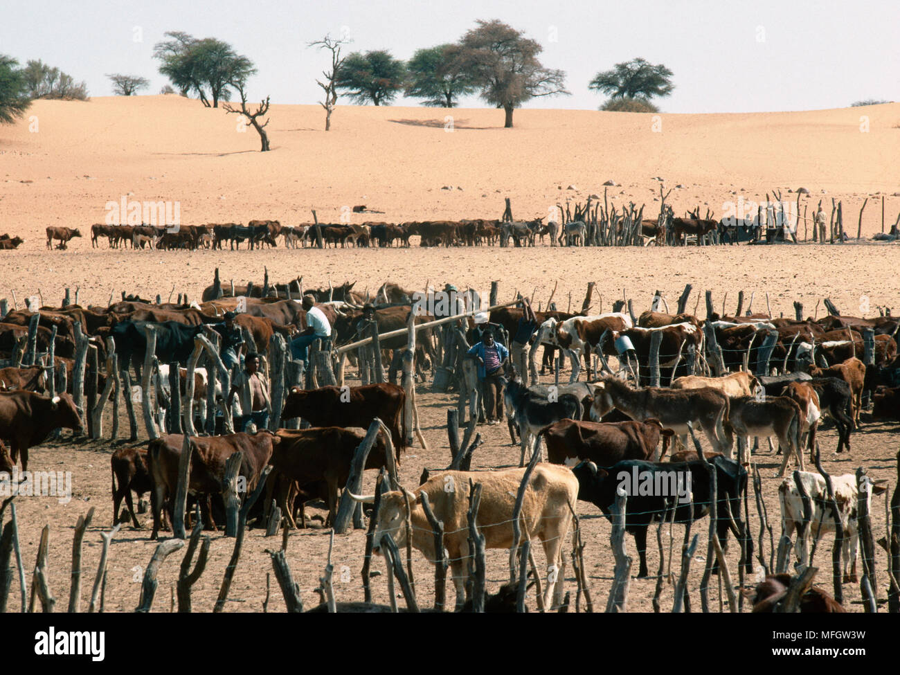 Overgrazing botswana hi-res stock photography and images - Alamy