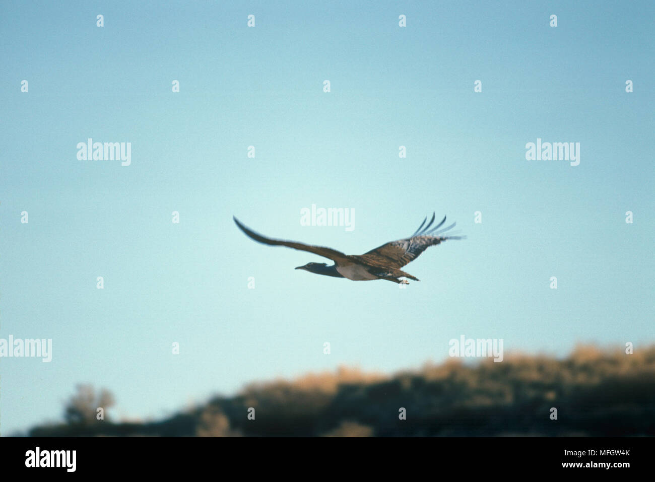 KORI BUSTARD in flight Ardeotis kori Stock Photo - Alamy