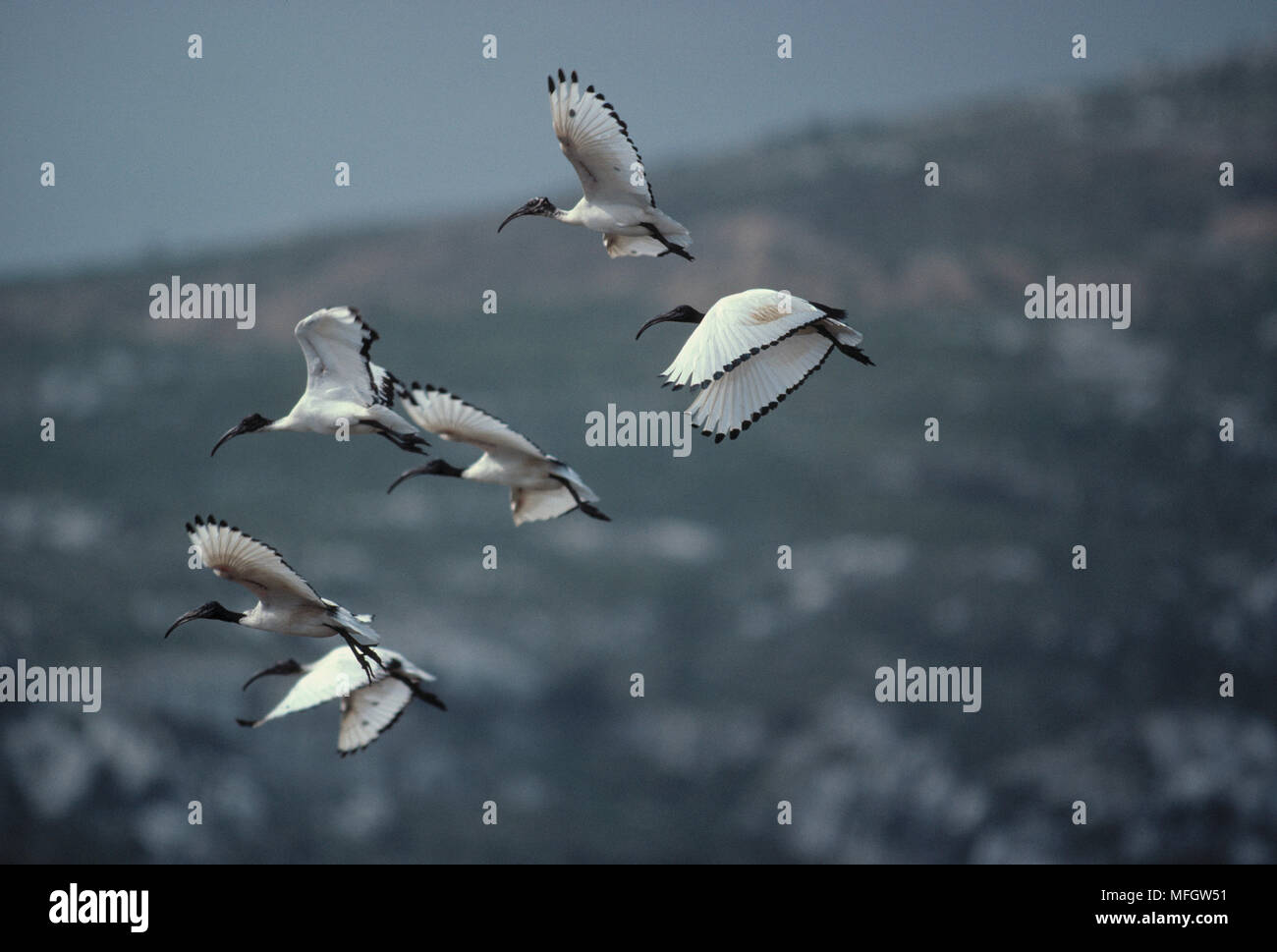 SACRED IBIS Threskiornis aethiopicus group of six in flight Stock Photo ...