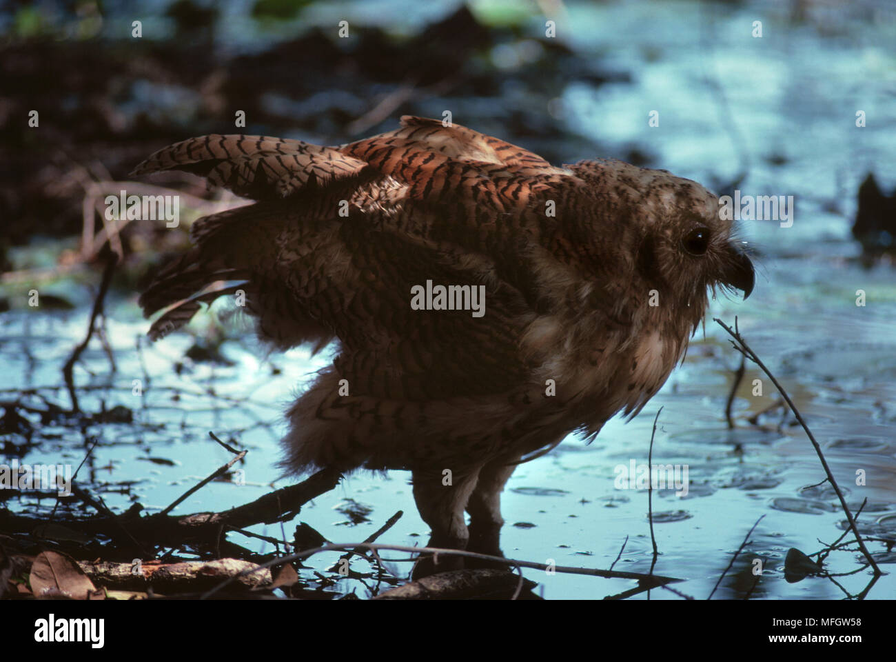 PEL'S FISHING OWL Scotopelia peli Okavango Delta, Botswana Stock Photo ...