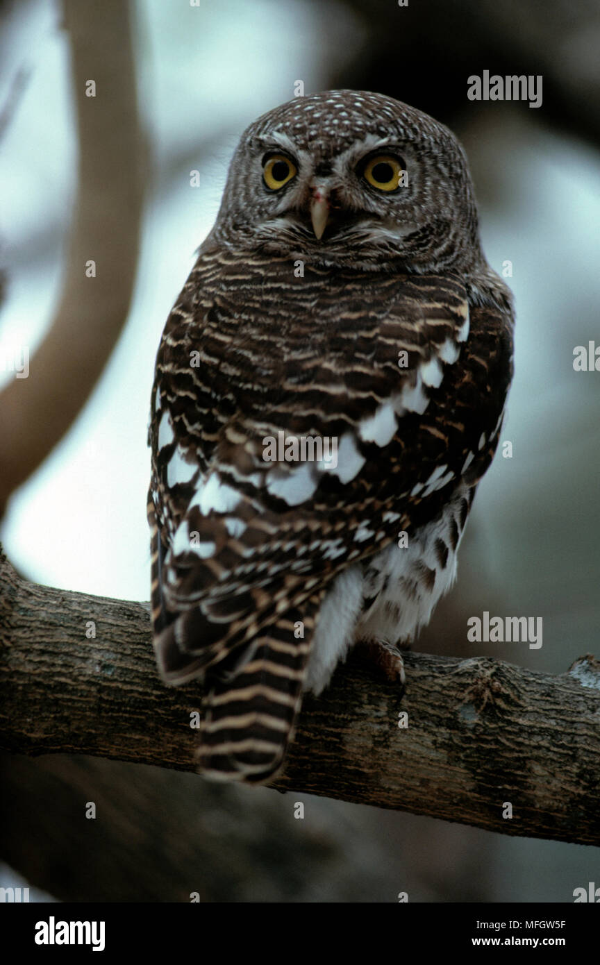 BARRED OWL Glaucidium capense looking behind, with head rotated through ...