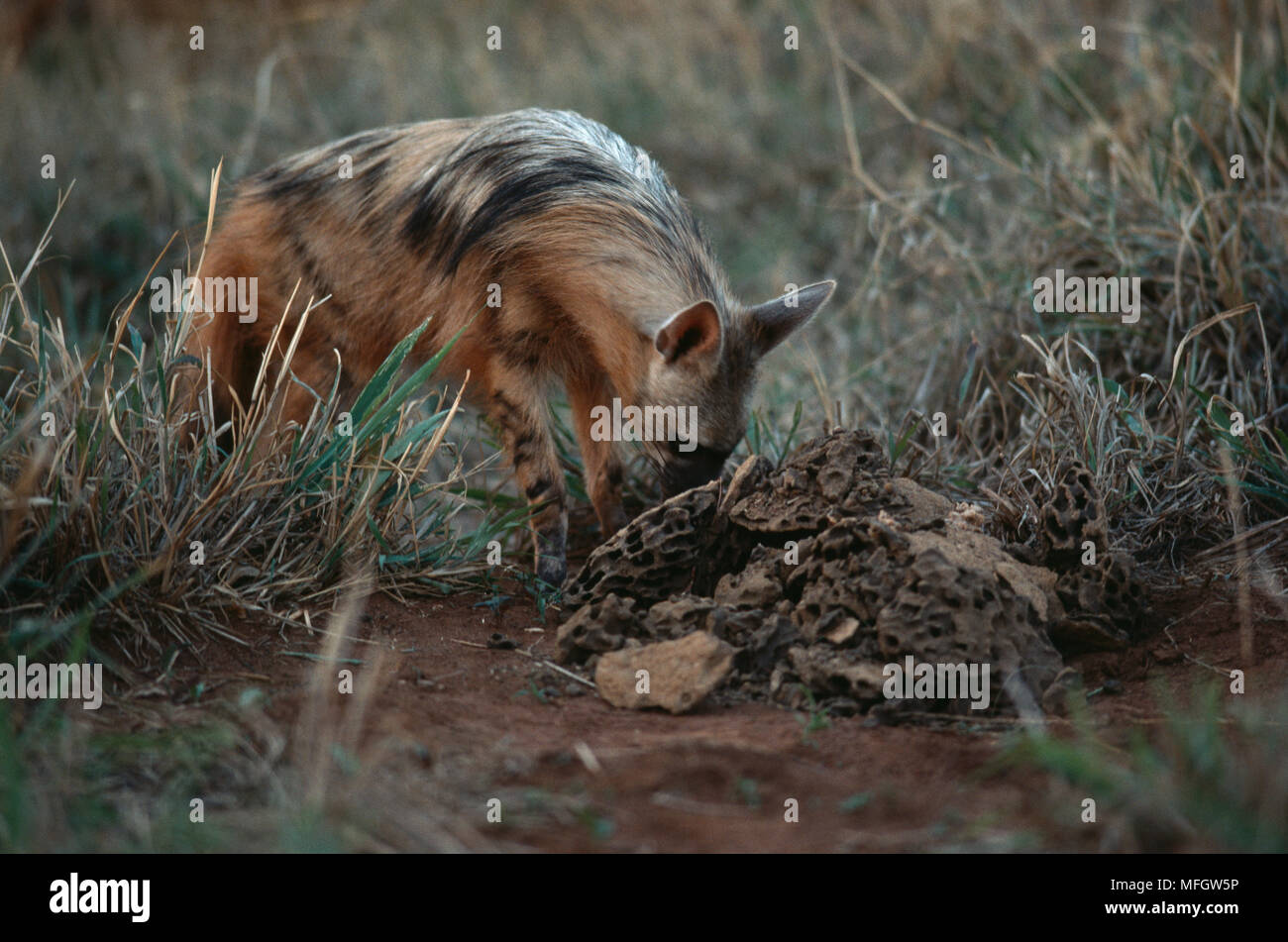 Aardwolves termite hi-res stock photography and images - Alamy
