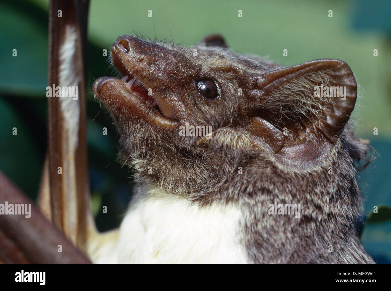 TOMB BAT Taphozous mauritianus (Species of savanna & forest) Eastern ...