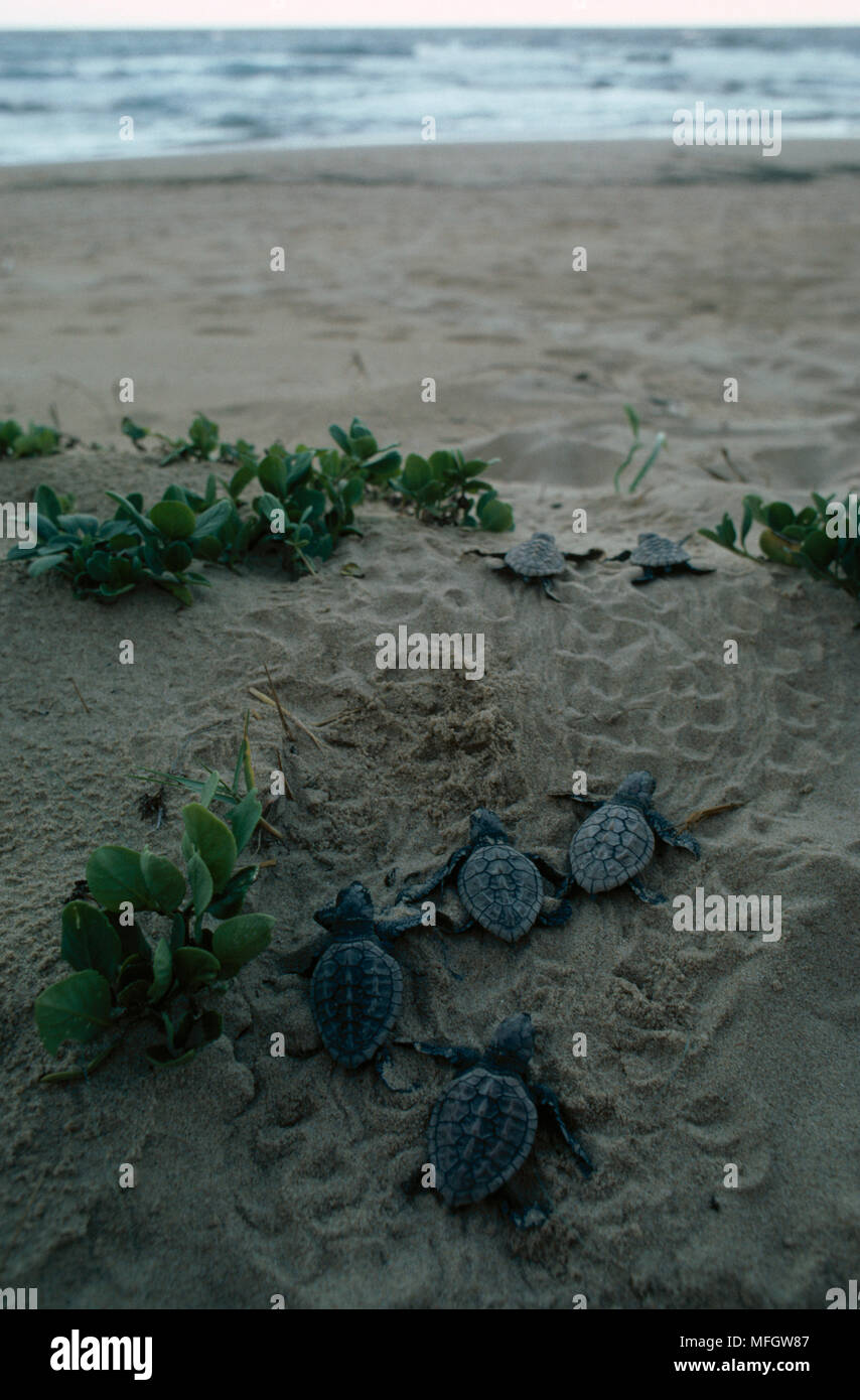 LOGGERHEAD TURTLES Caretta caretta newly hatched head for the sea Natal ...