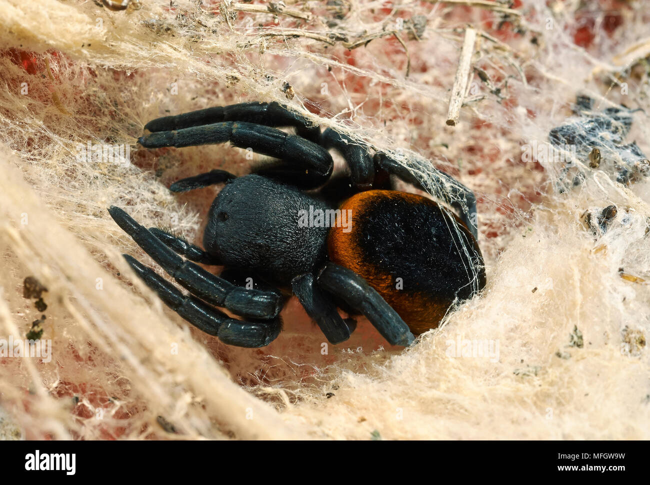 Velvet spider 988 hi-res stock photography and images - Alamy