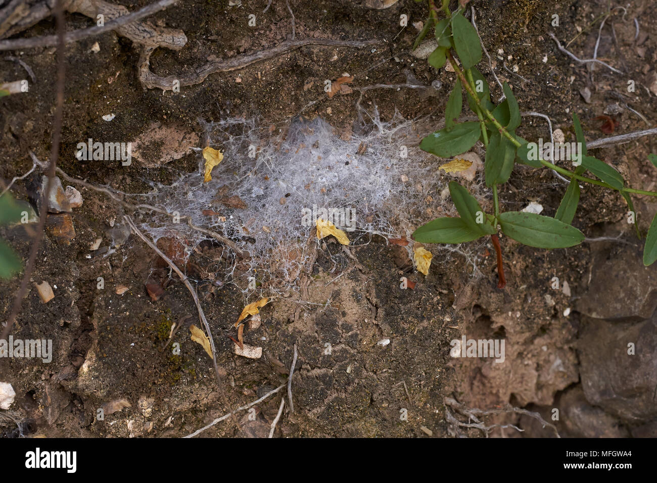 Web of Velvet Spider (Eresus) Corfu Stock Photo - Alamy