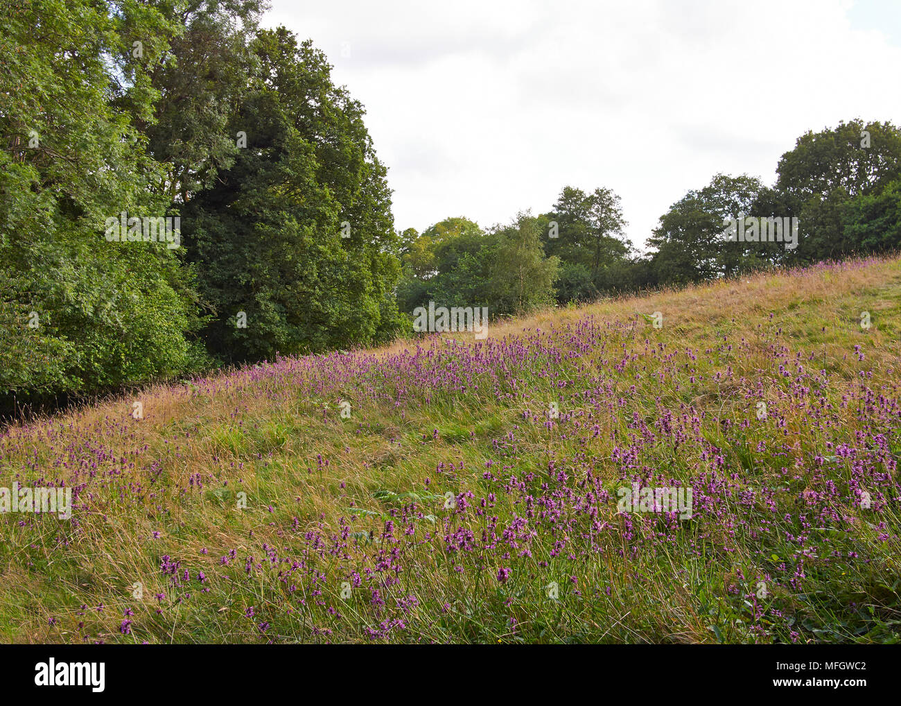Meadowfield hi-res stock photography and images - Alamy