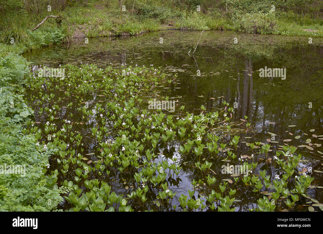 BOG BEAN (Menyanthes trifoliata) Sussex, England Stock Photo - Alamy