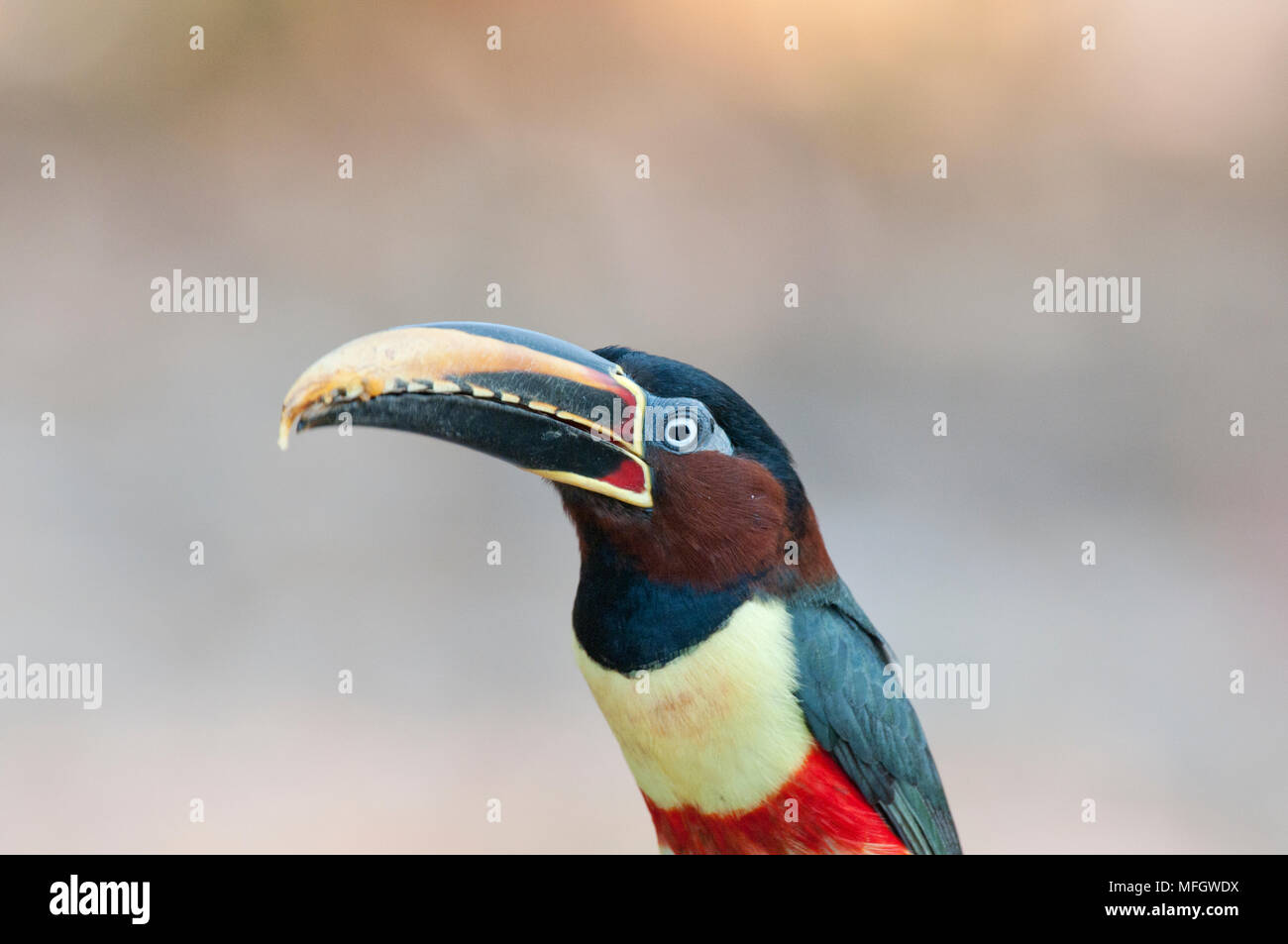Chestnut-eared Aracari in The Pantanal in southern Brazil Stock Photo ...