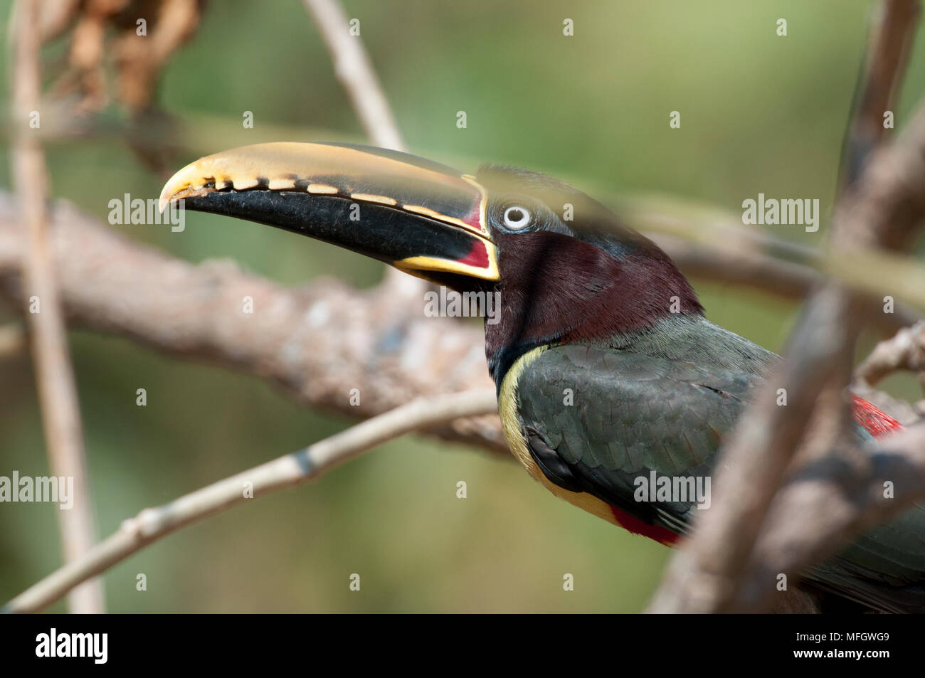 Chestnut-eared Aracari in The Pantanal in southern Brazil Stock Photo ...