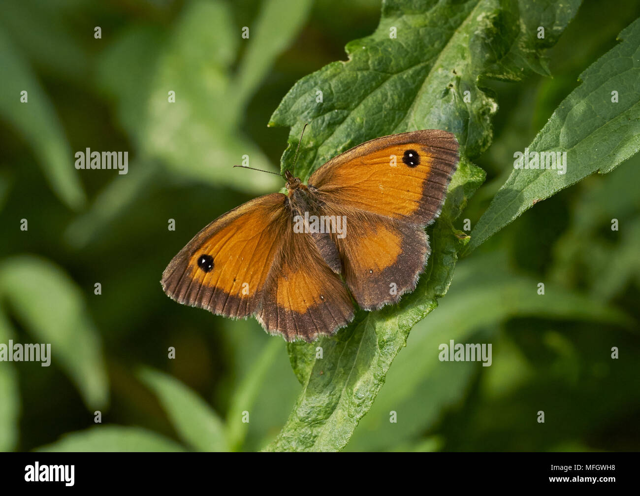 GATEKEEPER or HEDGE BROWN (Pyronia tithonus) Sussex, England Stock ...