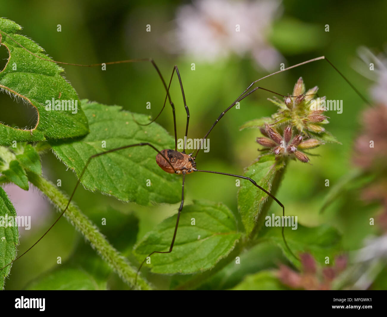 HARVESTMAN (Leiobunum rotundum) Arahnida, Opiliones Stock Photo - Alamy
