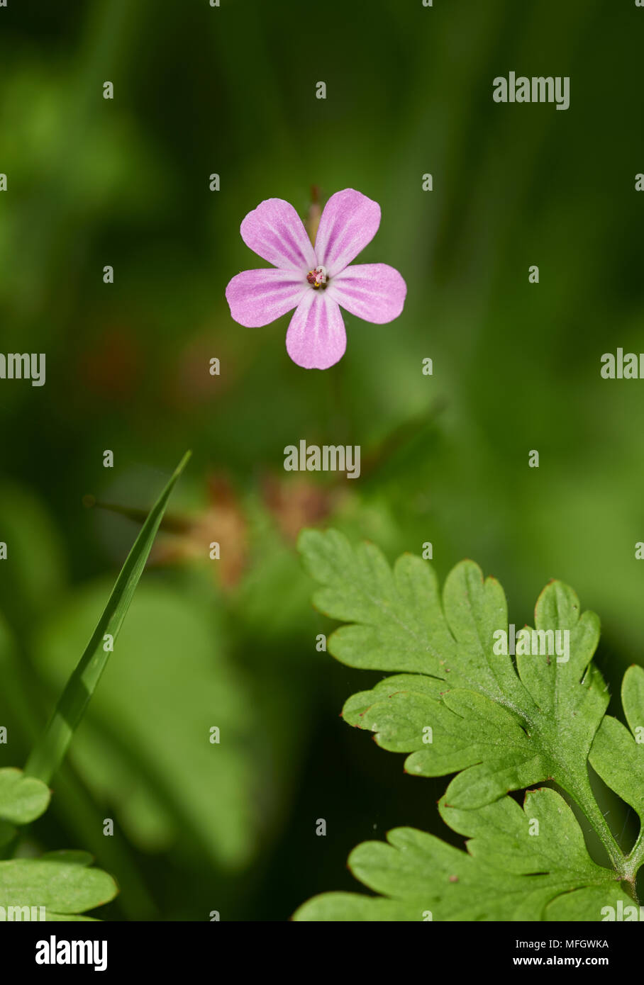 Common geranium hi-res stock photography and images - Alamy