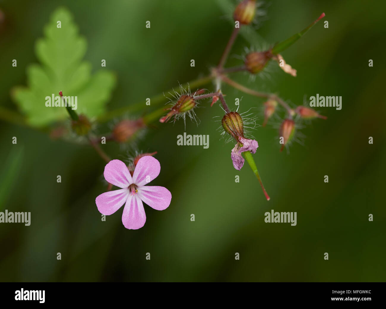 Common geranium hi-res stock photography and images - Alamy