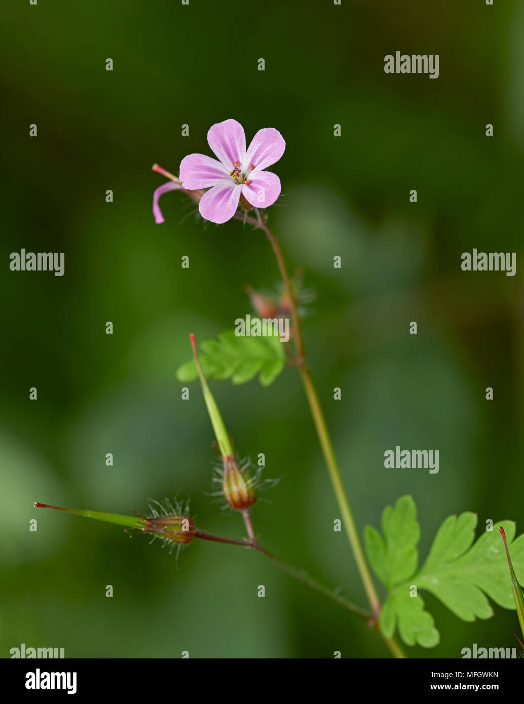 Common geranium hi-res stock photography and images - Alamy
