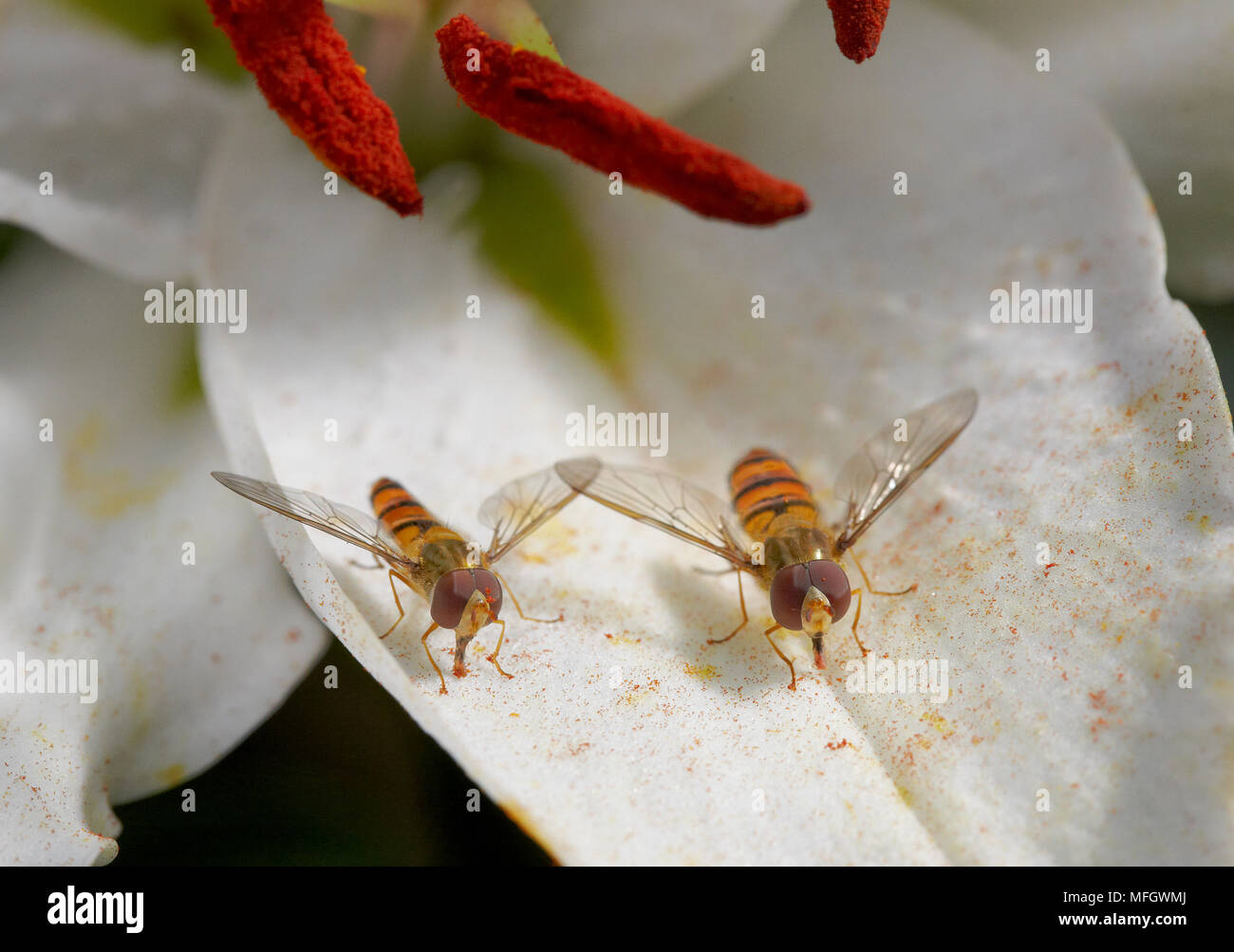 MARMALADE HOVERFLIES (Episyrphus balteatus) feeding on fallen lily ...