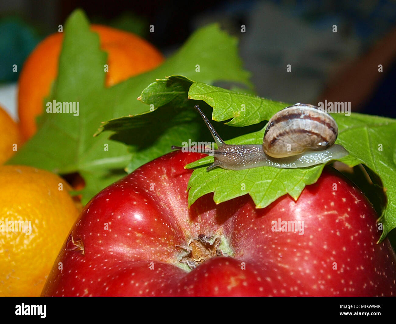 Cochlea hi-res stock photography and images - Alamy