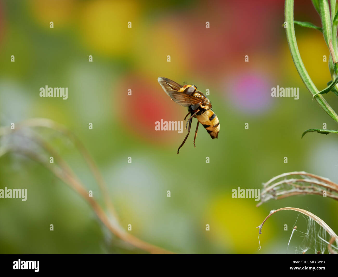 Trueflies hi-res stock photography and images - Alamy