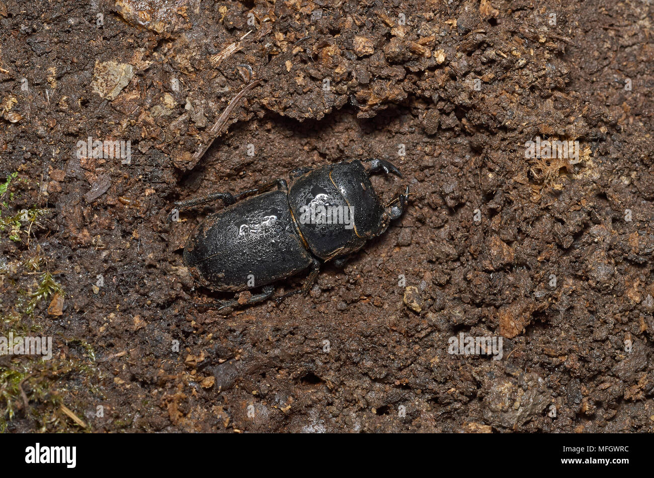 English stag beetle hi-res stock photography and images - Alamy