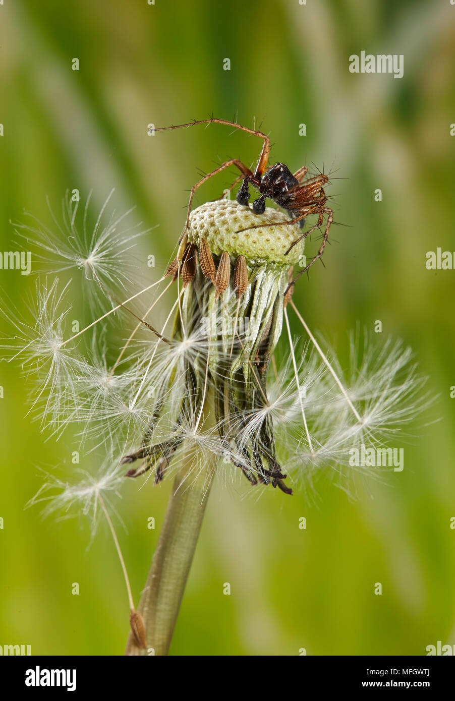 LYNX Spider (Oxyopes sp) Oxyopidae - male Corfu Stock Photo - Alamy