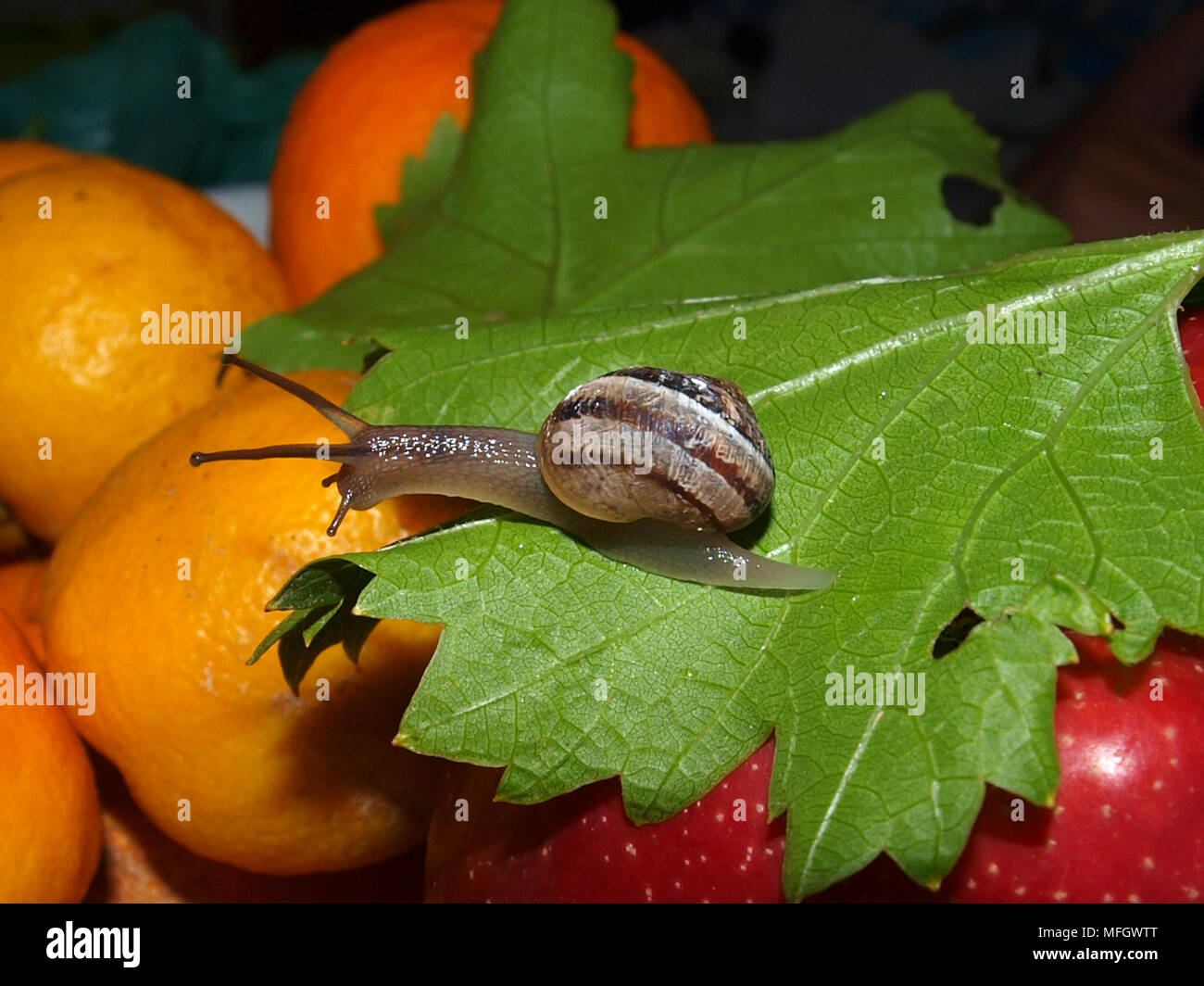 Cochlea hi-res stock photography and images - Alamy
