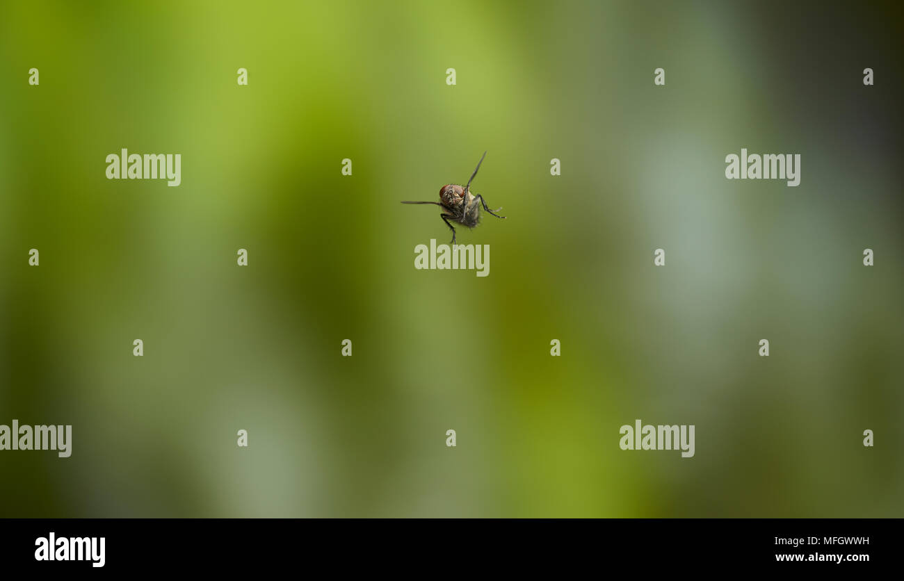 Muscid fly hi-res stock photography and images - Alamy