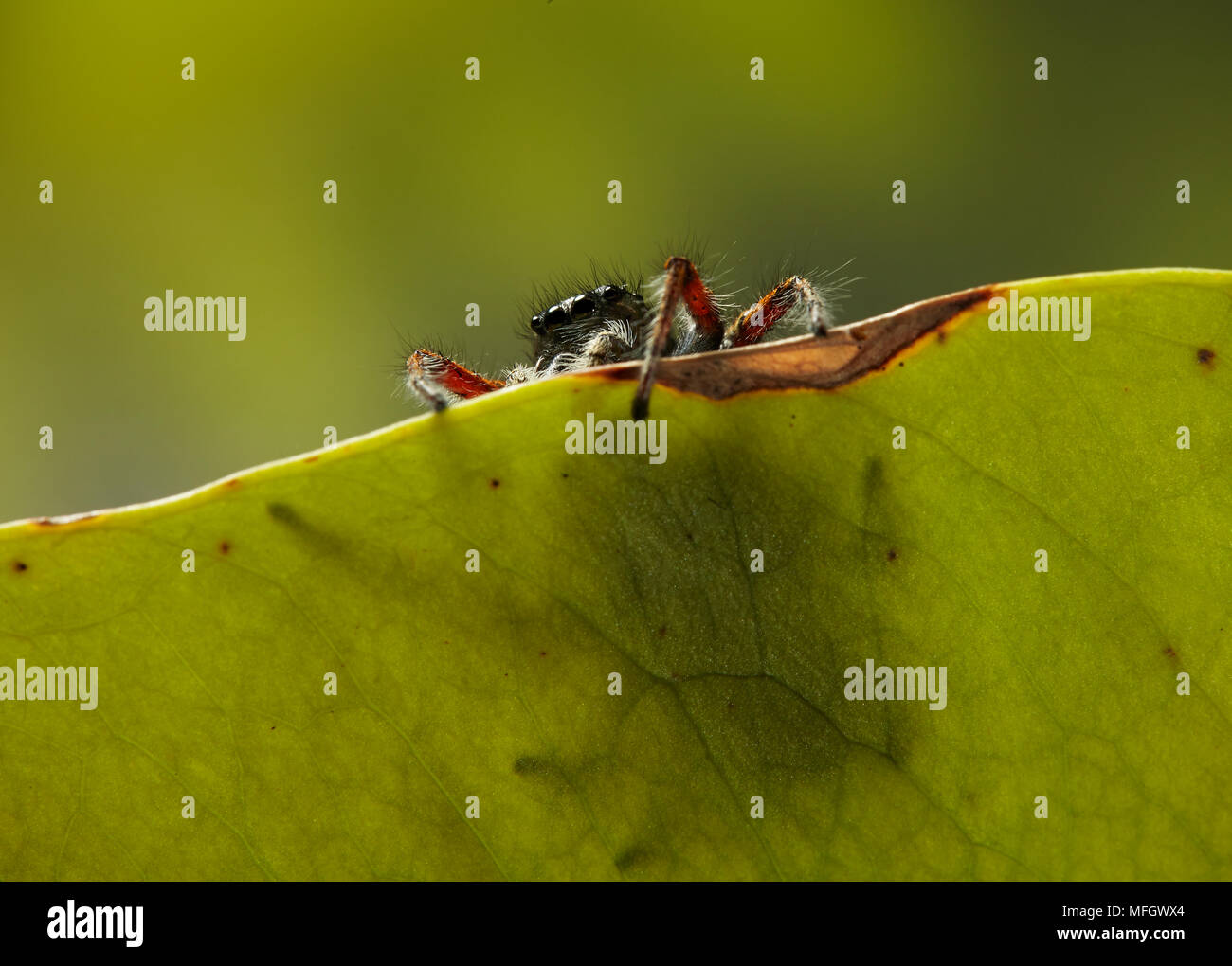 JUMPING SPIDER (Philaeus chrysops) Corfu Stock Photo - Alamy