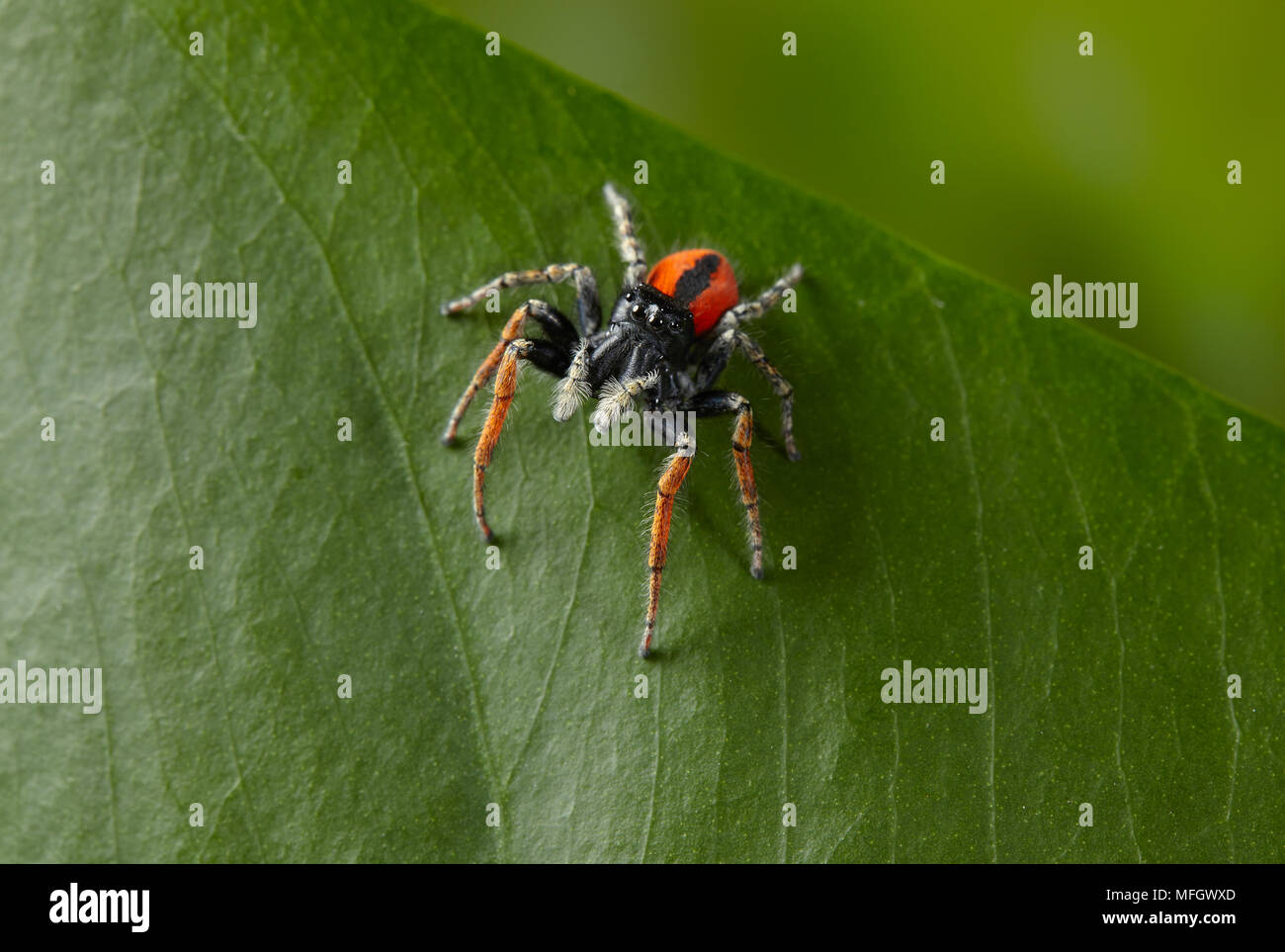 JUMPING SPIDER (Philaeus chrysops) Corfu Stock Photo - Alamy