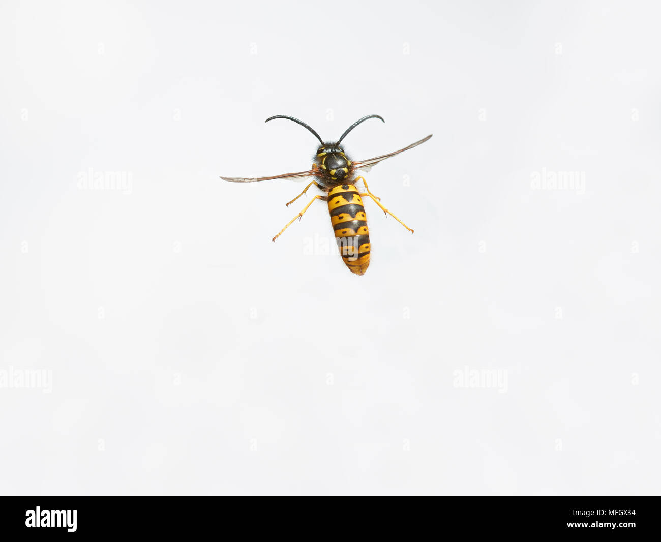 Social wasp in flight (Vespa sp Stock Photo - Alamy