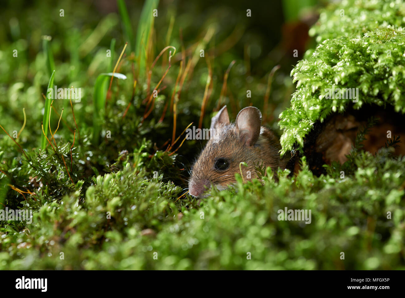 WOOD MOUSE or LONG-TAILED FIELD MOUSE (Apodemus sylvaticus) Sussex ...