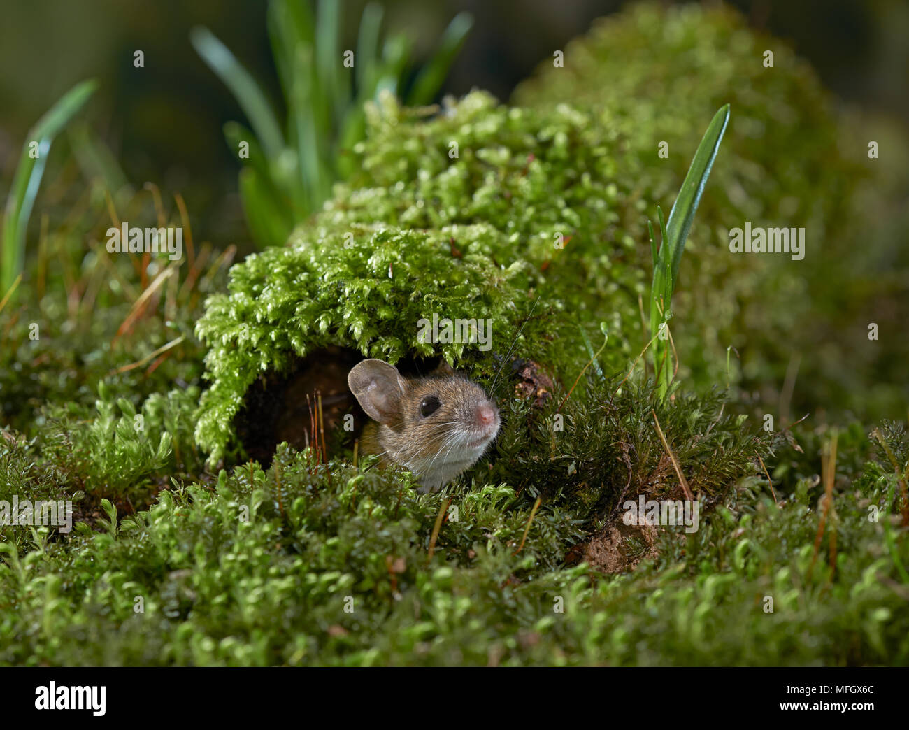 WOOD MOUSE or LONG-TAILED FIELD MOUSE (Apodemus sylvaticus) Sussex, England Stock Photo - Alamy