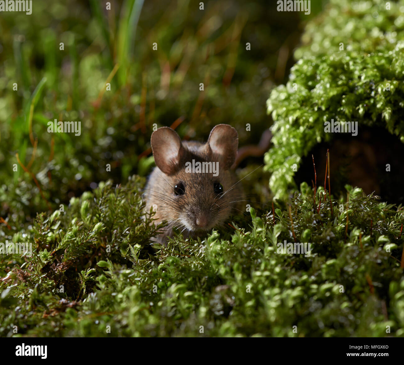 WOOD MOUSE or LONG-TAILED FIELD MOUSE (Apodemus sylvaticus) Sussex ...