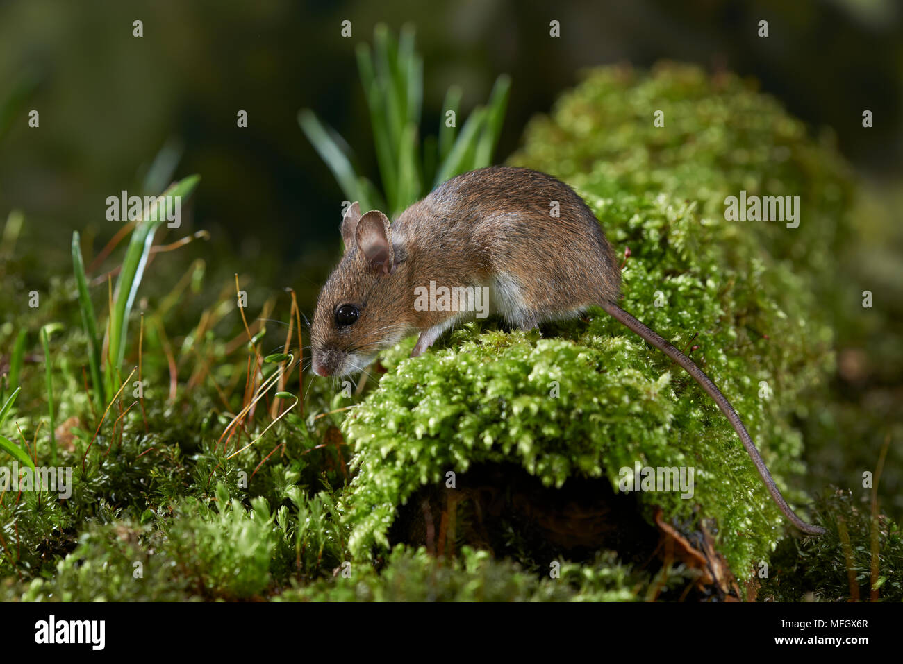 Wood mouse hi-res stock photography and images - Alamy