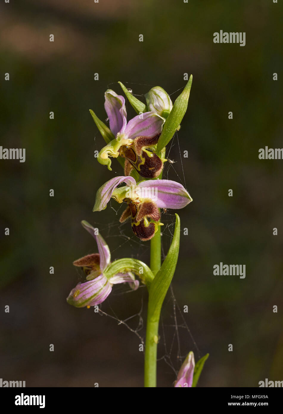BEE ORCHID (Ophrys apifera) Menorca (note aphids Stock Photo - Alamy